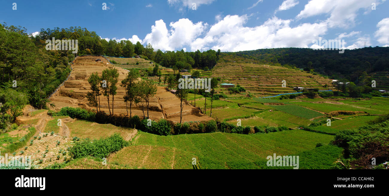 Rice Terrace Construction' High Resolution Stock Photography and Images ...