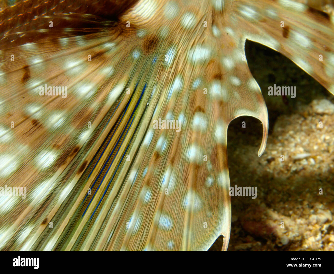 Flying gurnard hi-res stock photography and images - Alamy