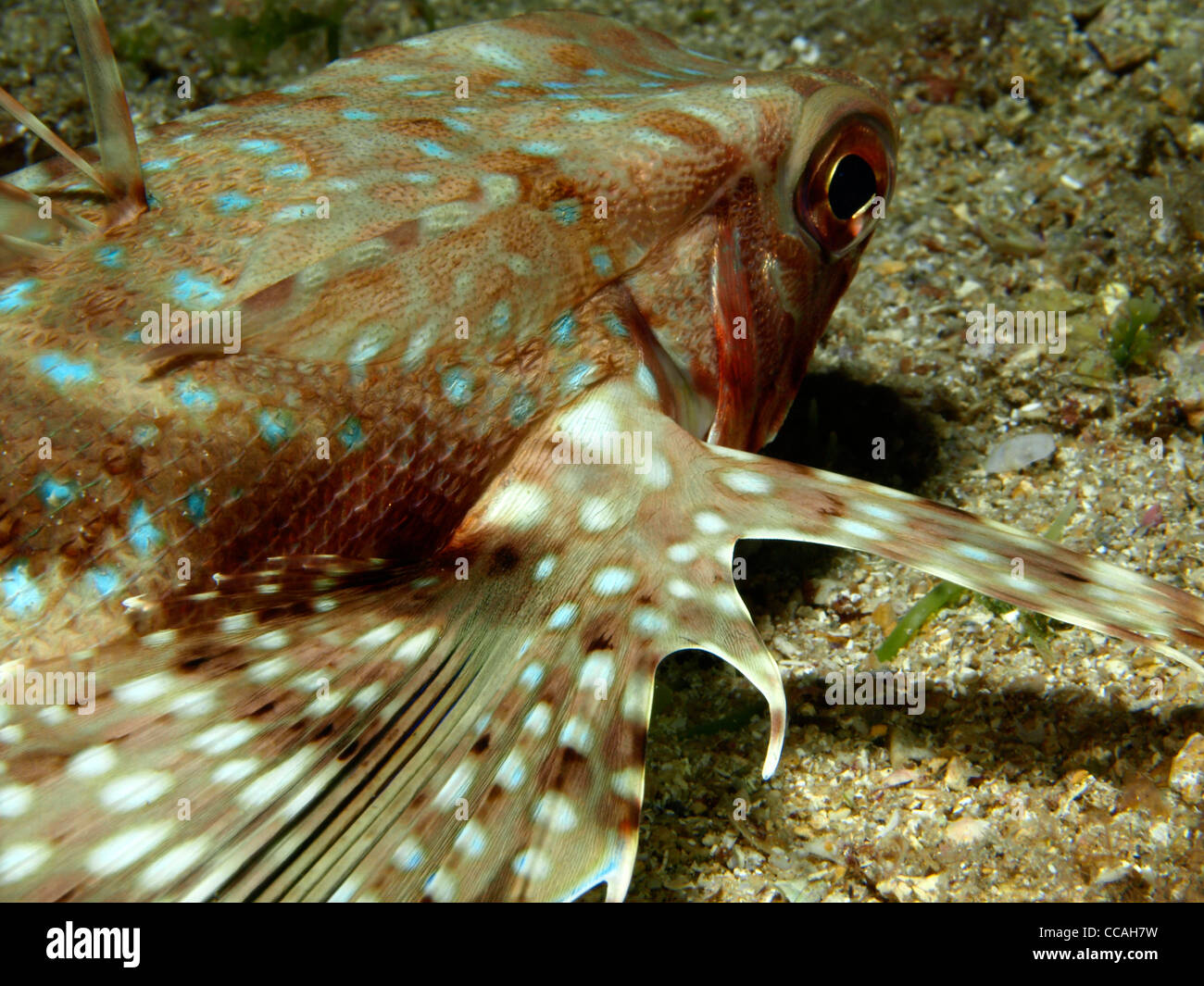 Flying gurnard dactylopterus volitans hi-res stock photography and ...