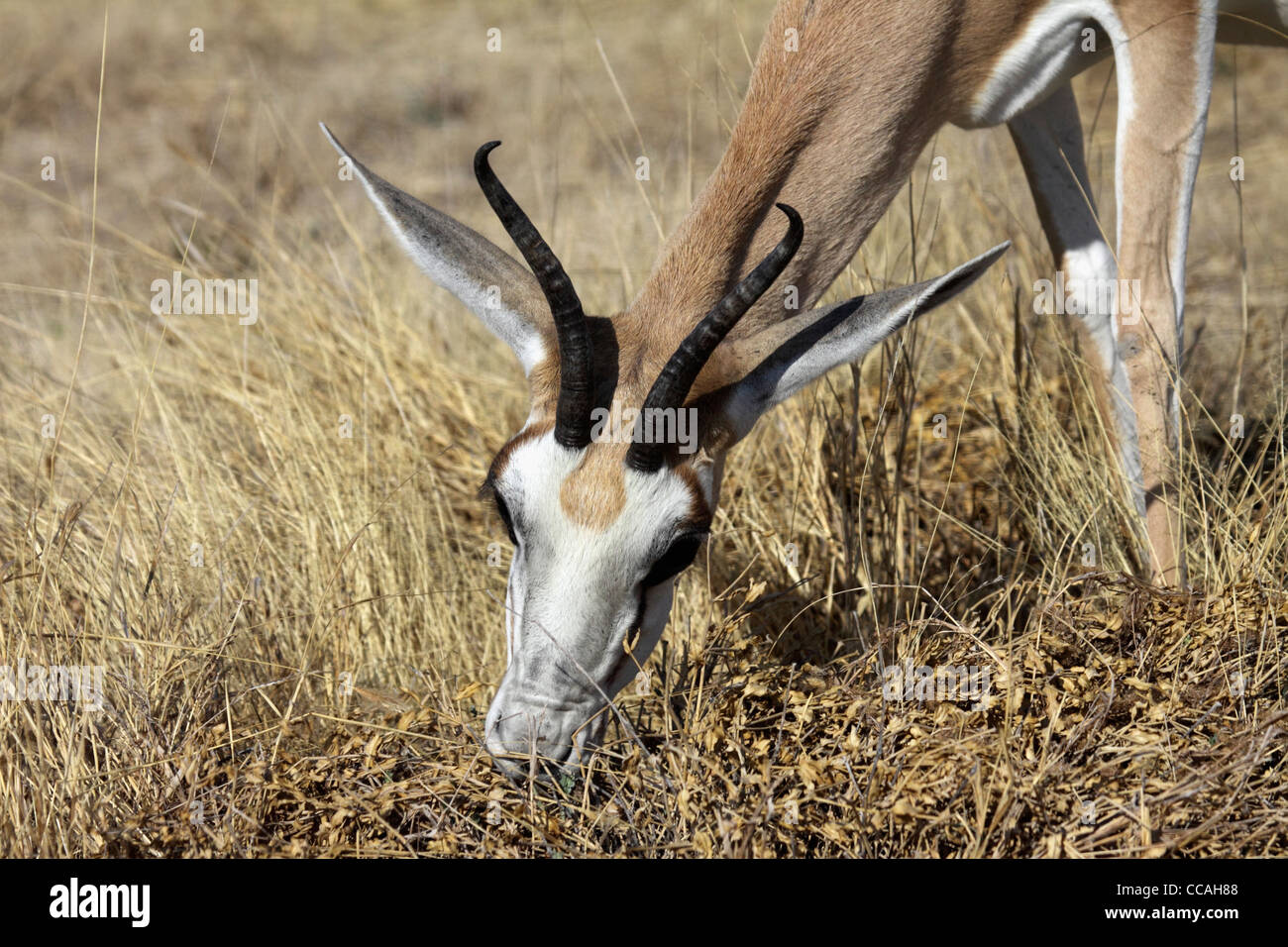 Springbok head hi-res stock photography and images - Alamy