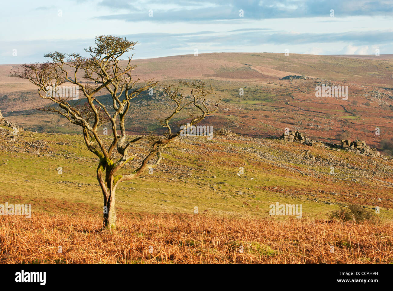 Winter tree on Dartmoor with tors and moorland in background, Devon UK ...