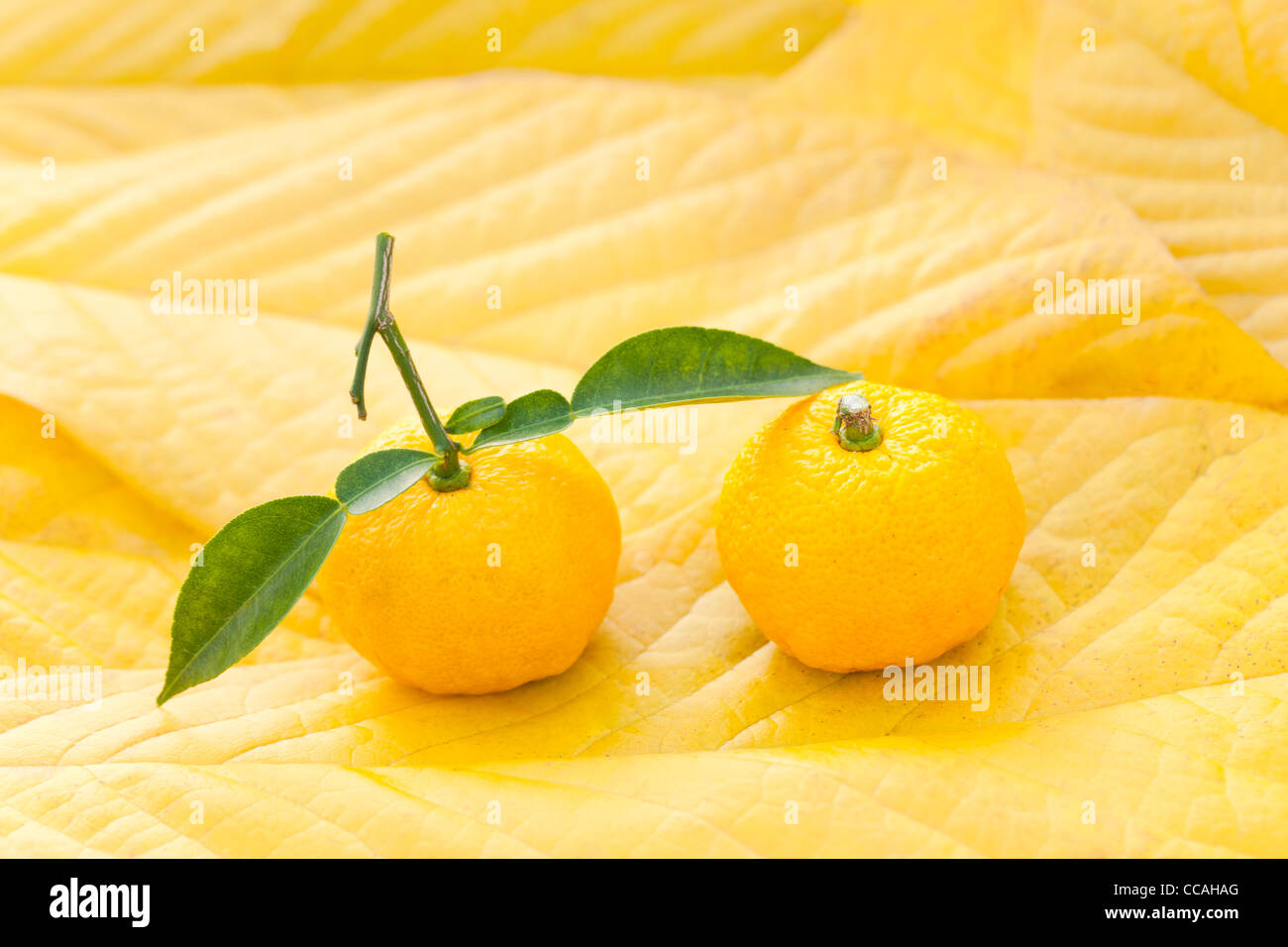 Yuzu Citrus Fruits Stock Photo - Alamy