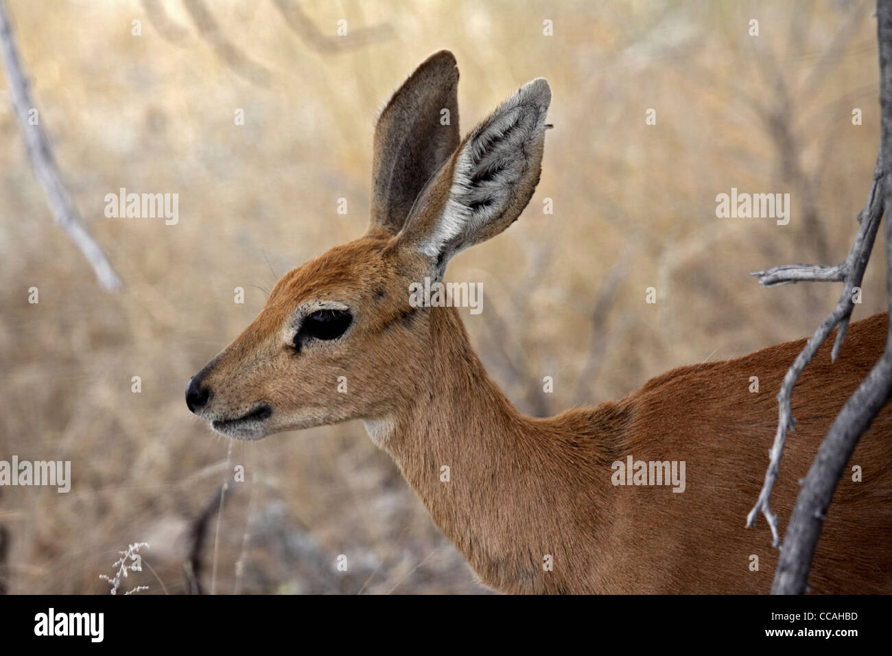 Steenbok ewe head close up Stock Photo - Alamy