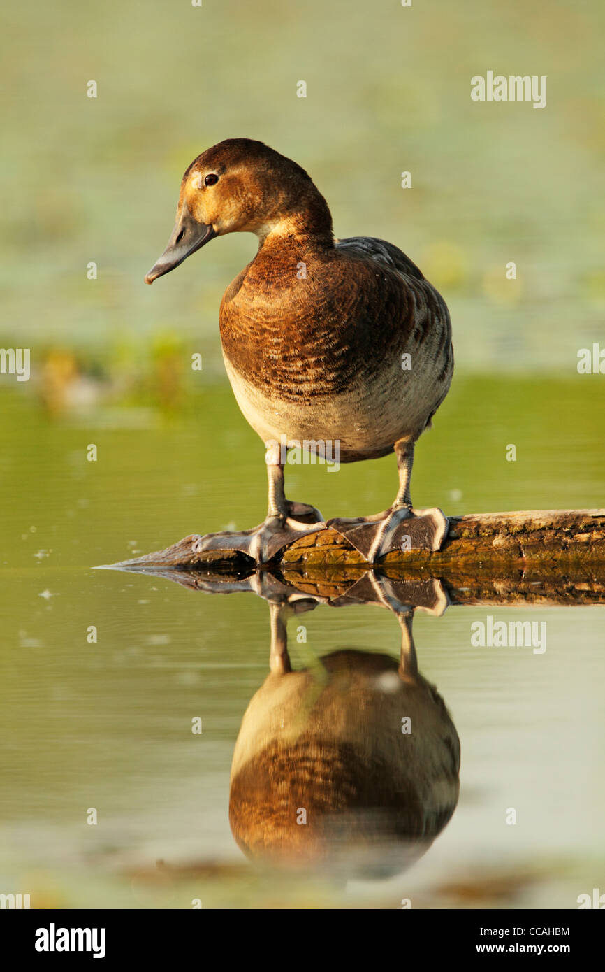 Female common Pochard (Aytha ferina Stock Photo - Alamy