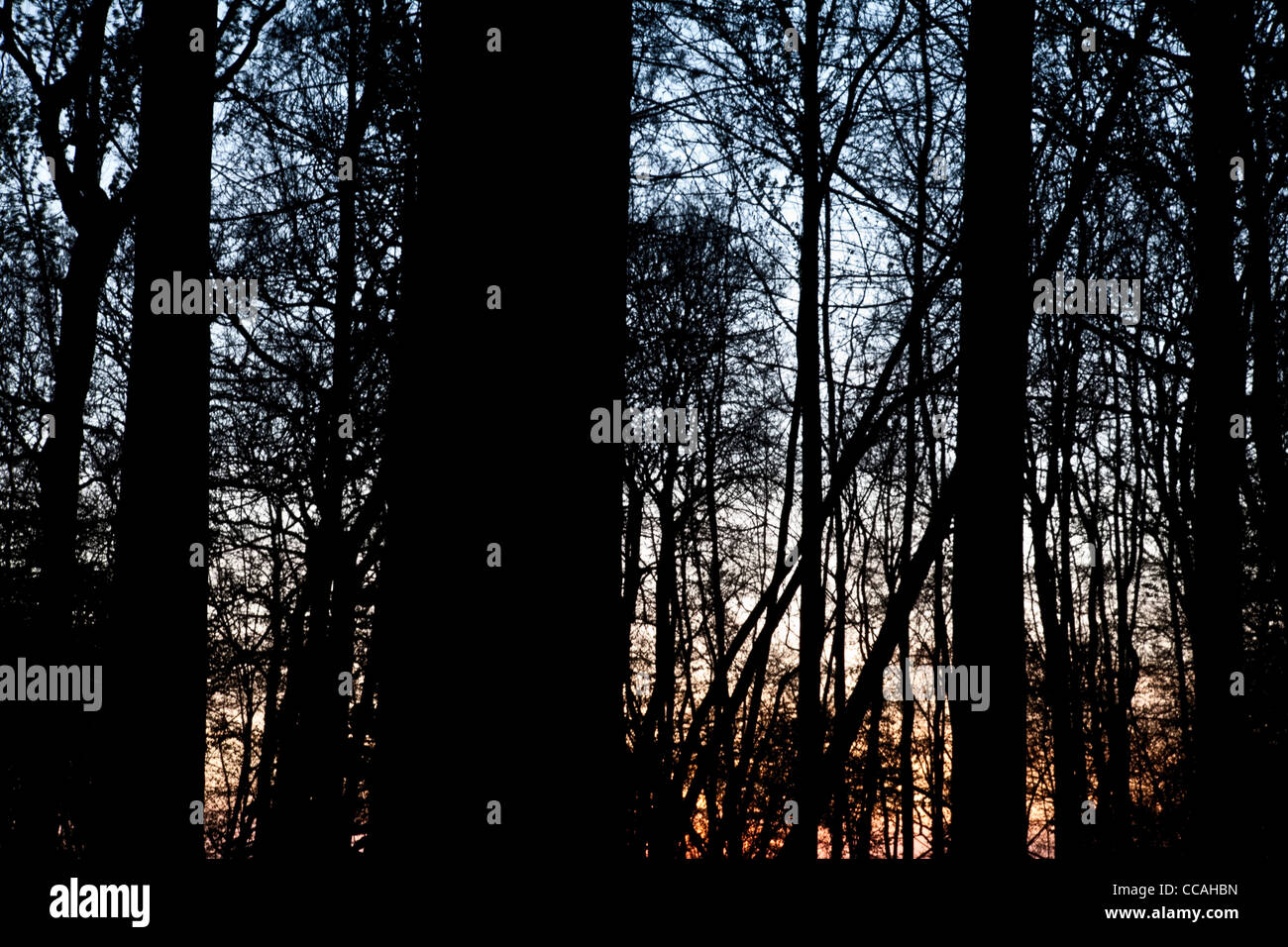 Tree trunks at sunset Stock Photo - Alamy