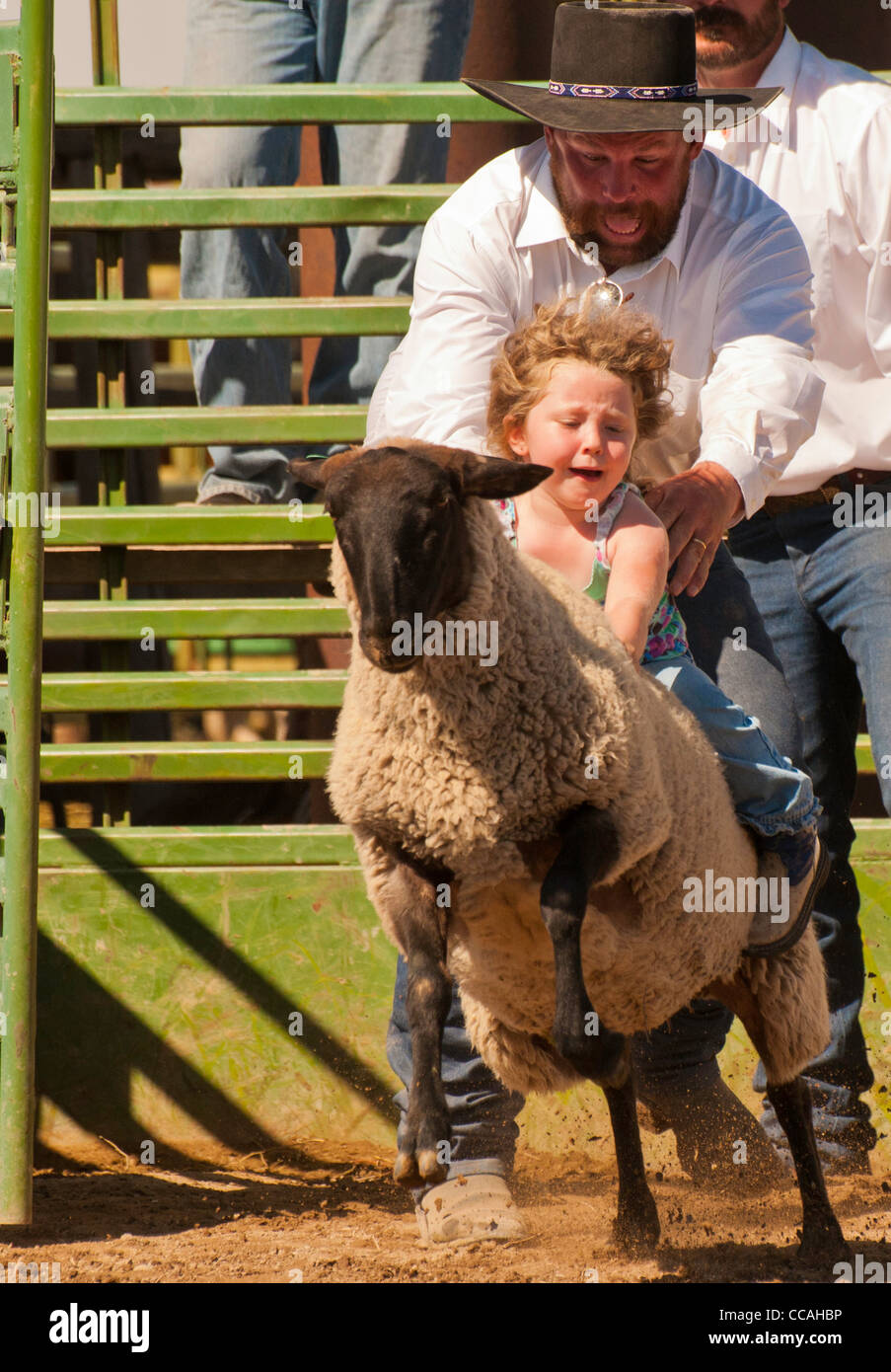 Riding sheep hi-res stock photography and images - Alamy