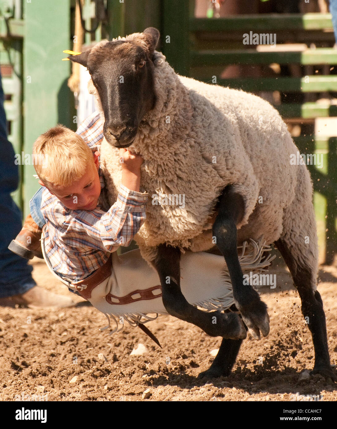 Riding sheep hi-res stock photography and images - Alamy
