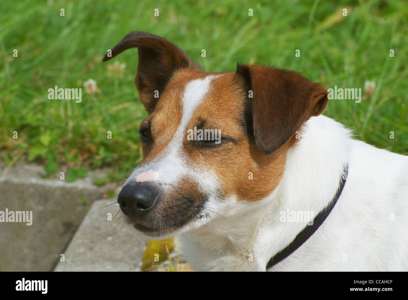 Jack Russell dog Stock Photo - Alamy