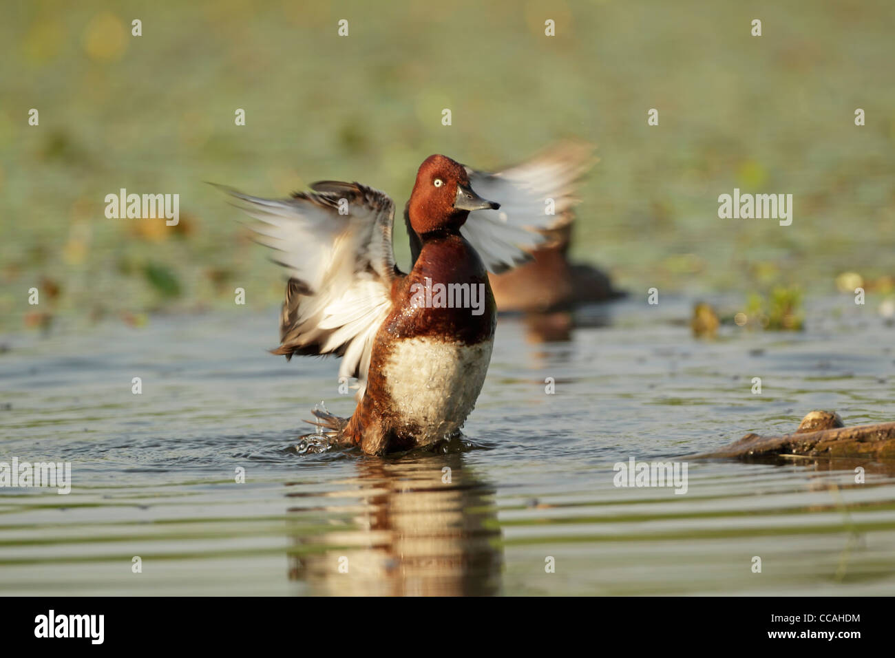 Male ferruginous duck (Aythya nyroca) upright out of water and flapping ...