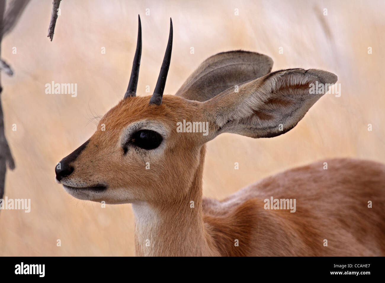 Ram close up hi-res stock photography and images - Alamy