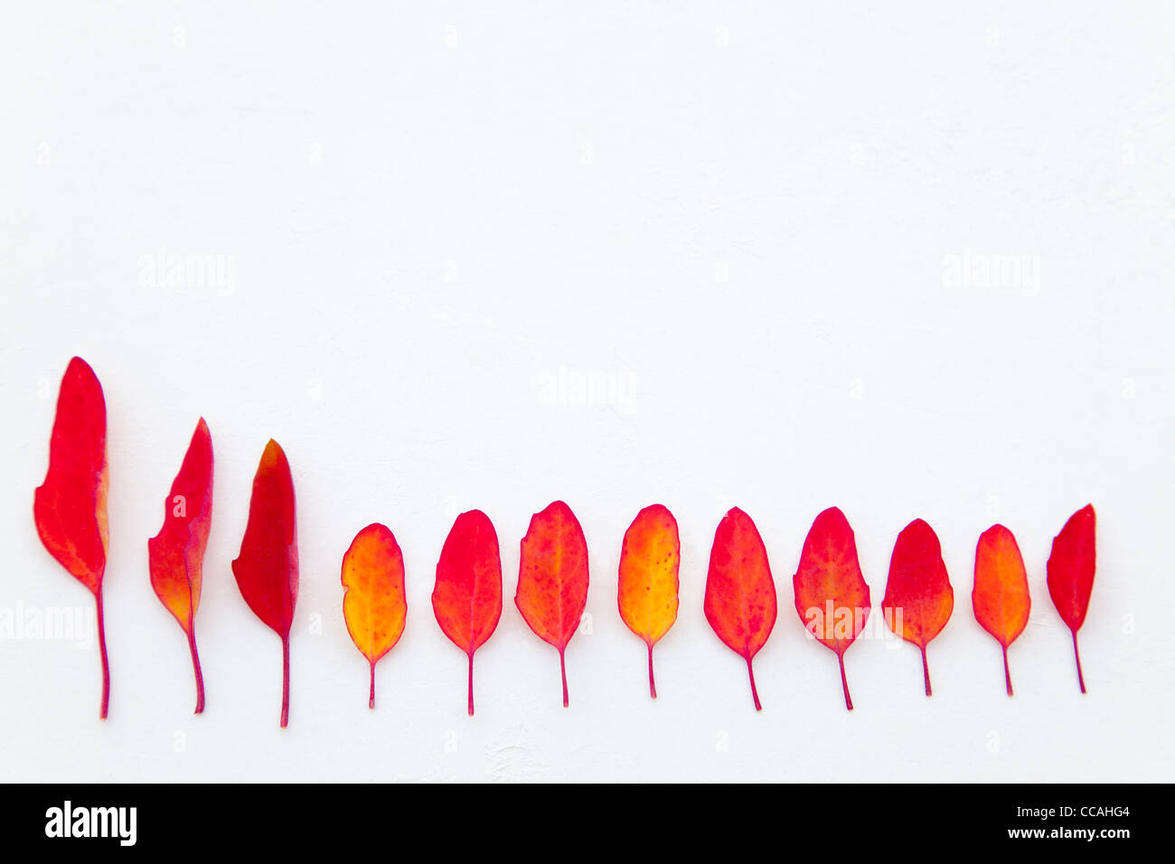 Scale leaves hi-res stock photography and images - Alamy