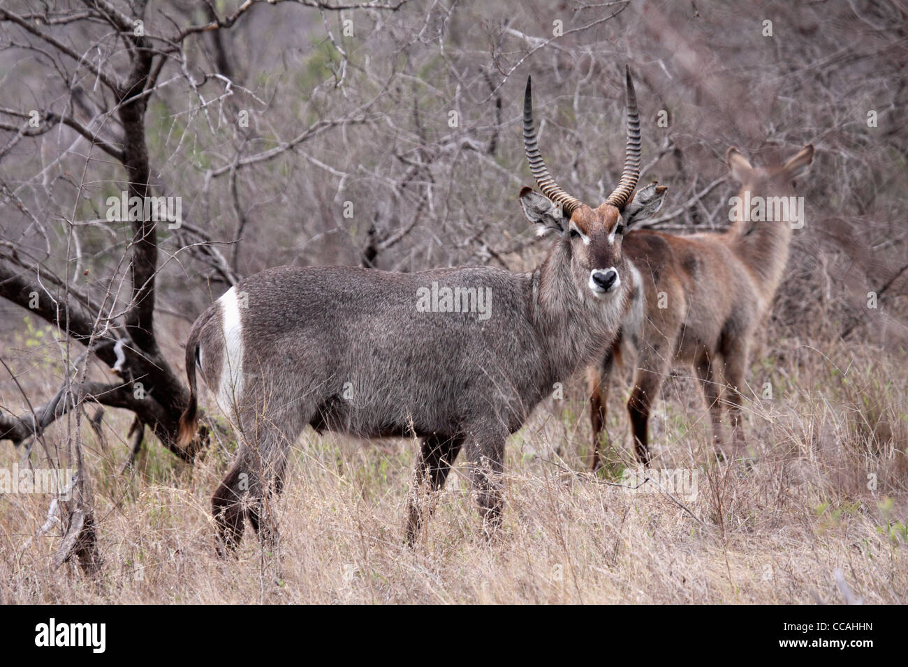 Waterbuck in forest hi-res stock photography and images - Alamy