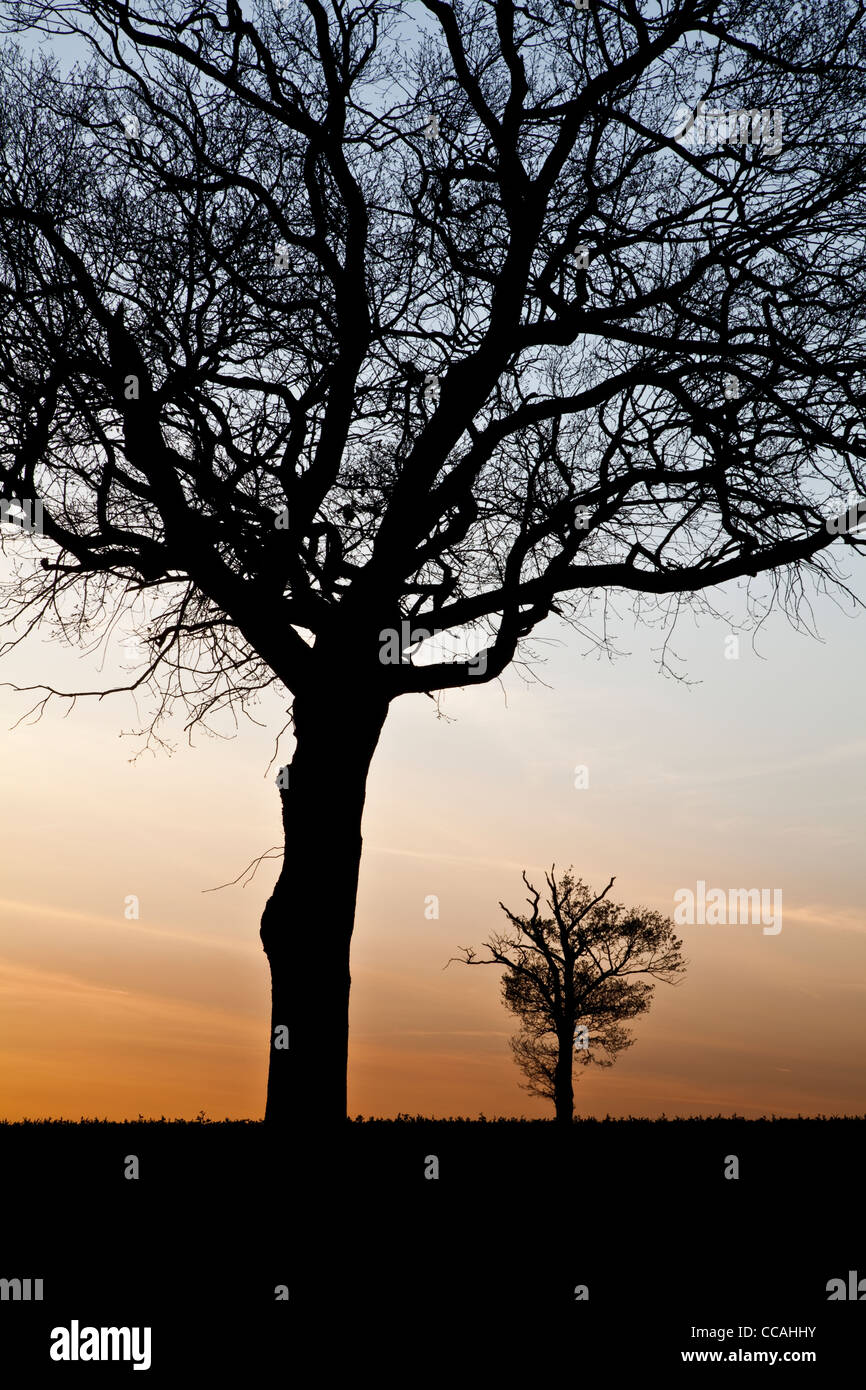 Two trees silhouette hi-res stock photography and images - Alamy