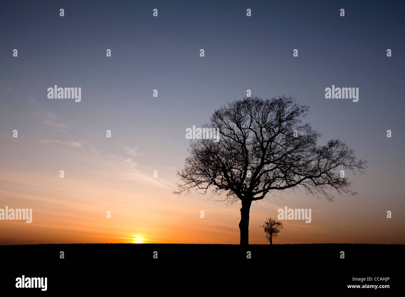 Two trees silhouette hi-res stock photography and images - Alamy