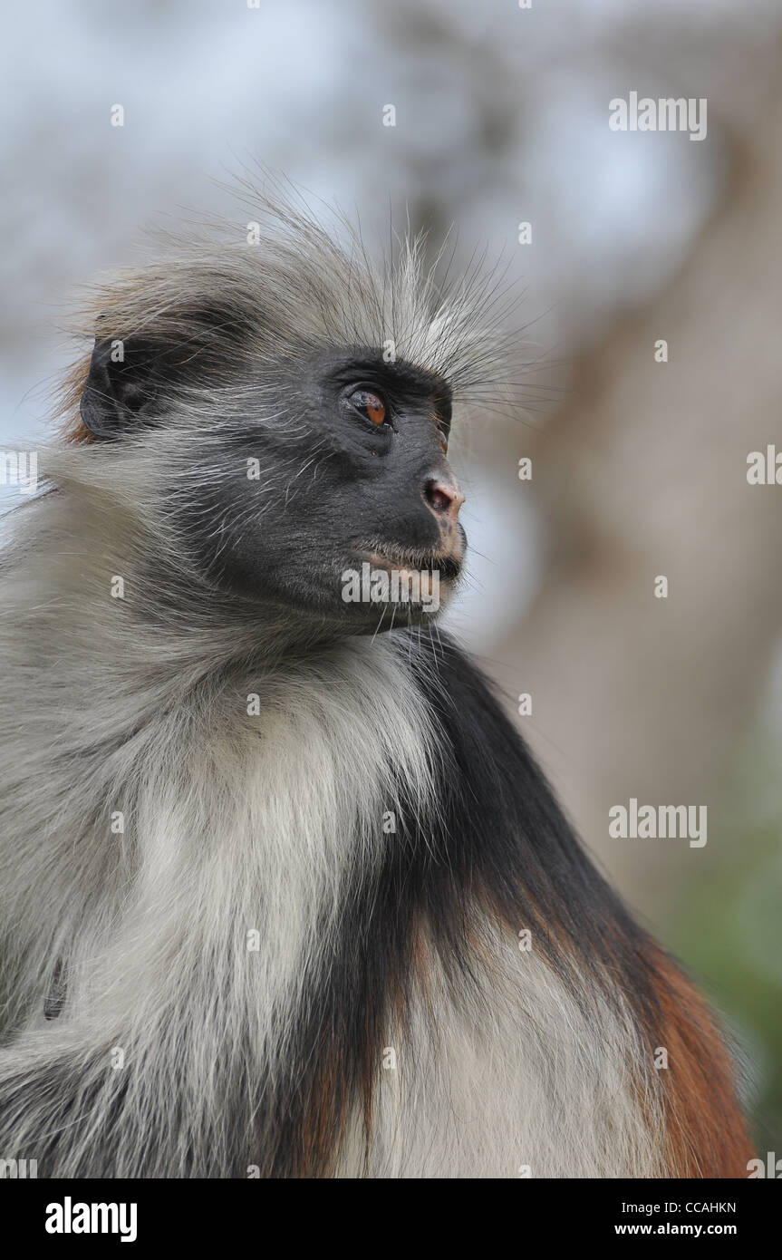 Grave island zanzibar hi-res stock photography and images - Alamy