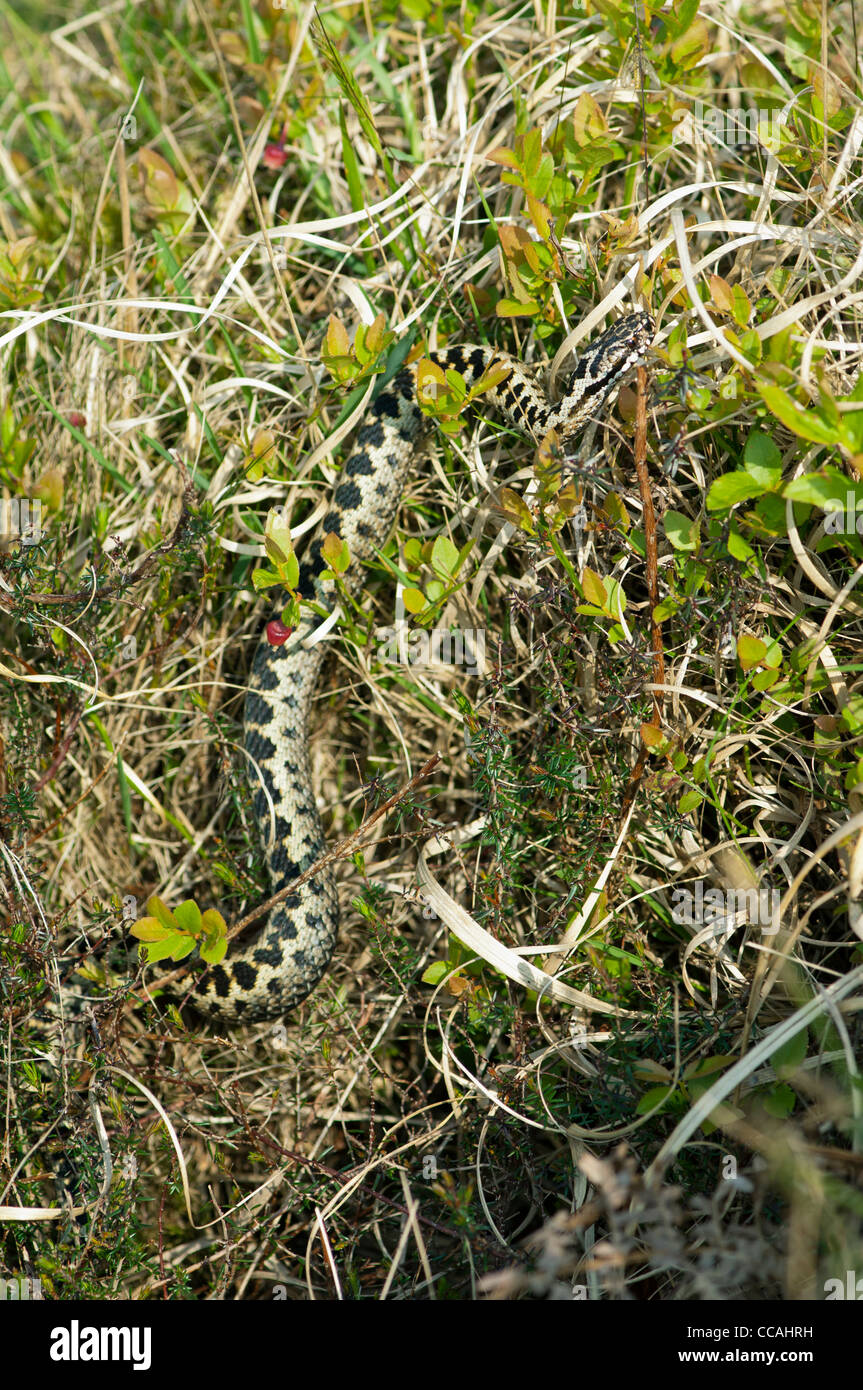 Adder scotland hi-res stock photography and images - Alamy