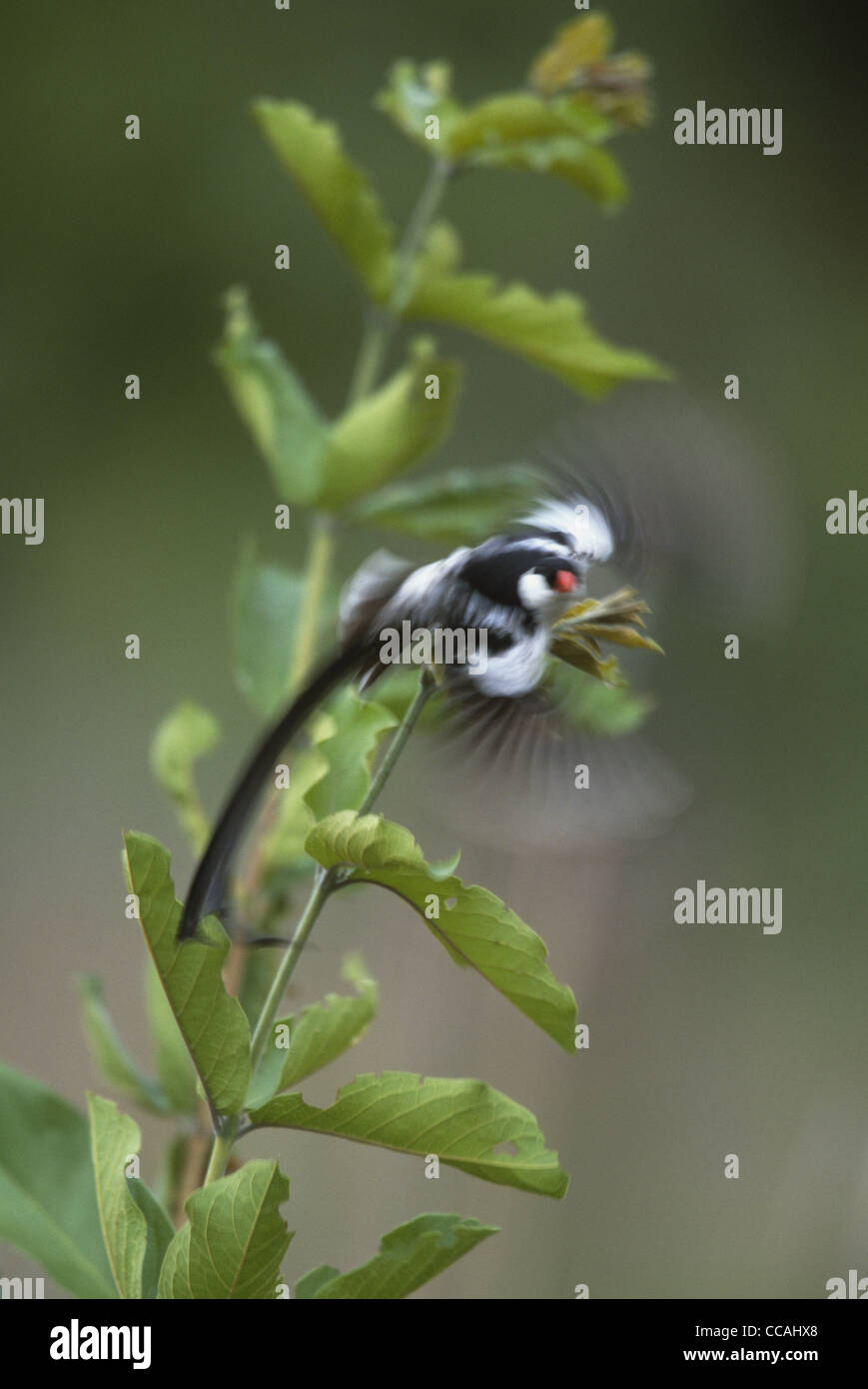 Pin-tailed Whydah (Vidua macroura Stock Photo - Alamy