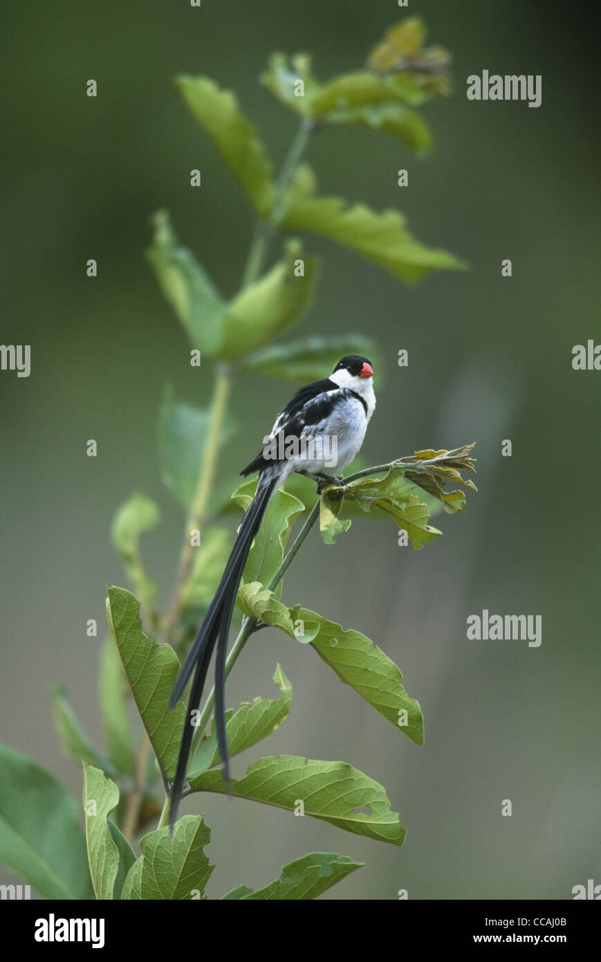 Pin-tailed Whydah (Vidua macroura Stock Photo - Alamy