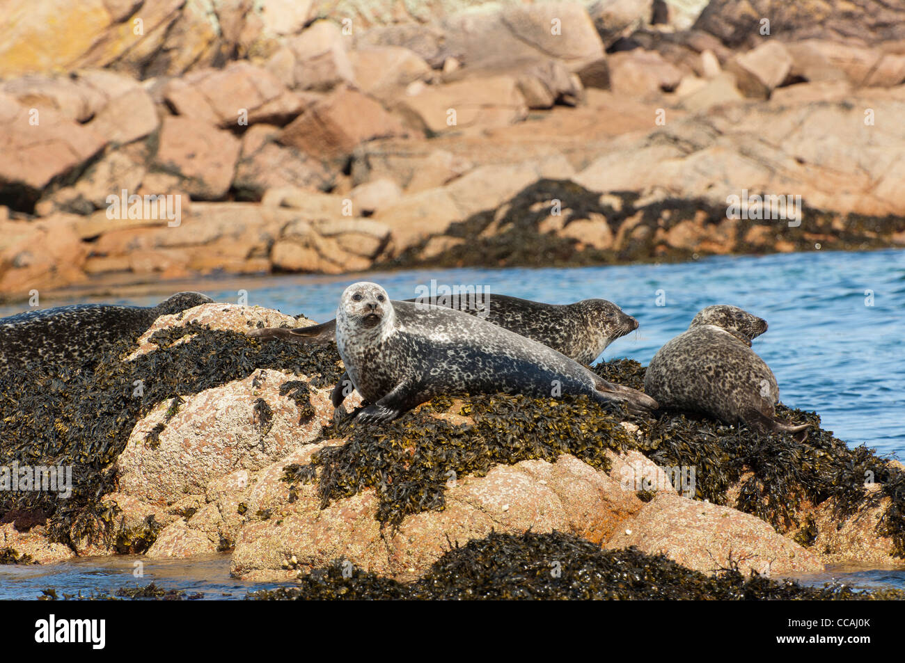 Seal mull hi-res stock photography and images - Alamy