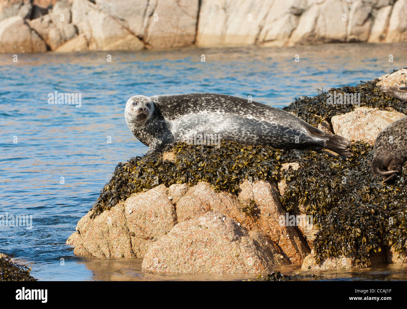 Seal mull hi-res stock photography and images - Alamy