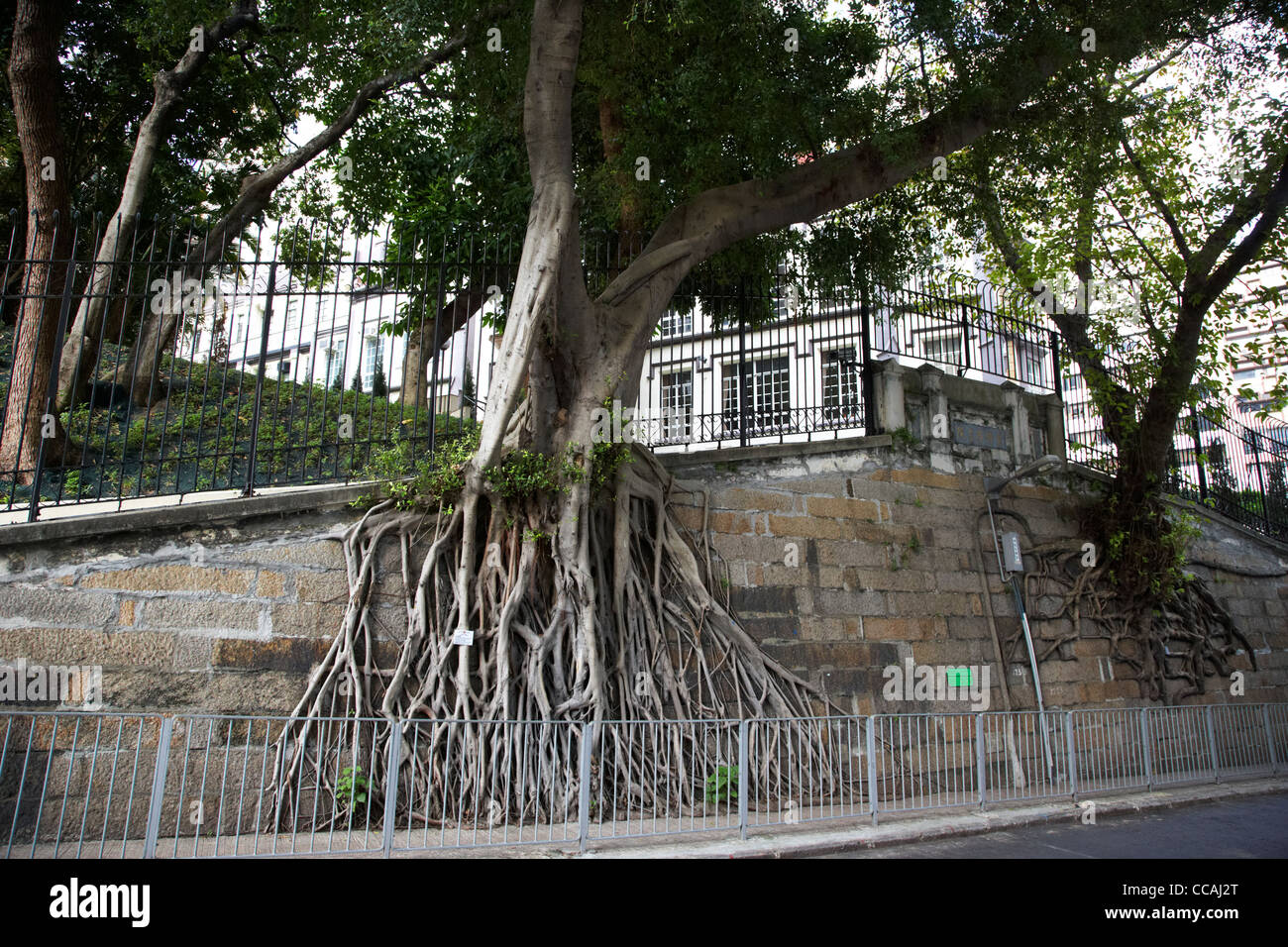 chinese banyan tree roots growing down a wall hong kong hksar china ...