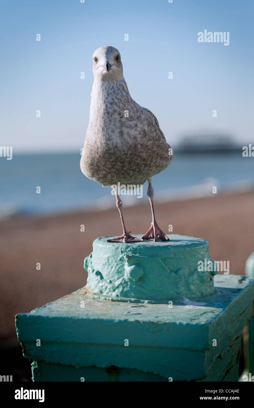 Brighton seagull hi-res stock photography and images - Alamy