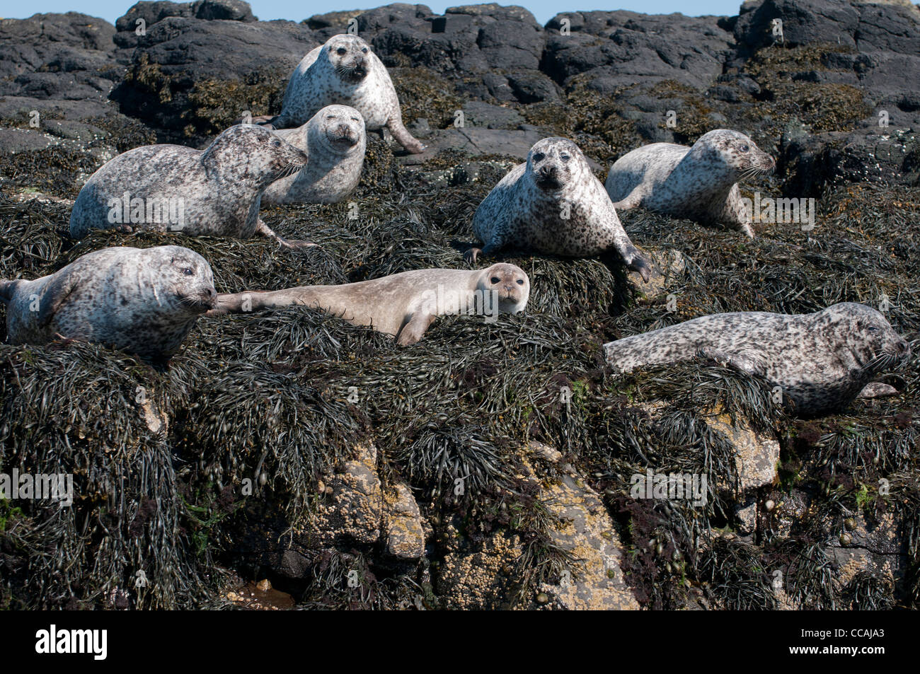 Seals on the Isle of Skye Stock Photo - Alamy