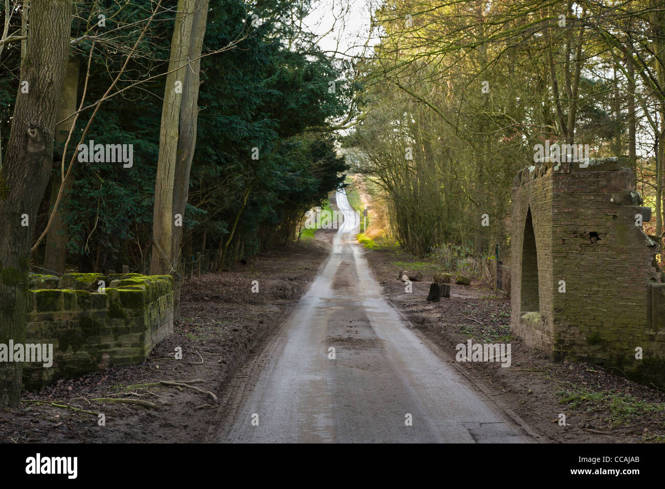 David Hockney's Woldgate woods in winter, East Yorkshire, England Stock ...