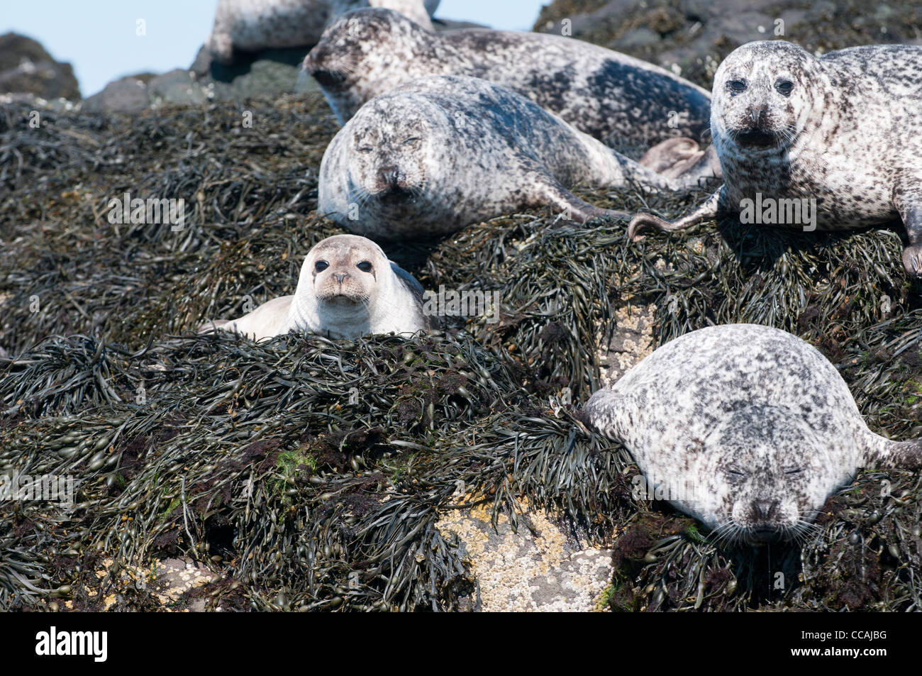 Seals on the Isle of Skye Stock Photo - Alamy