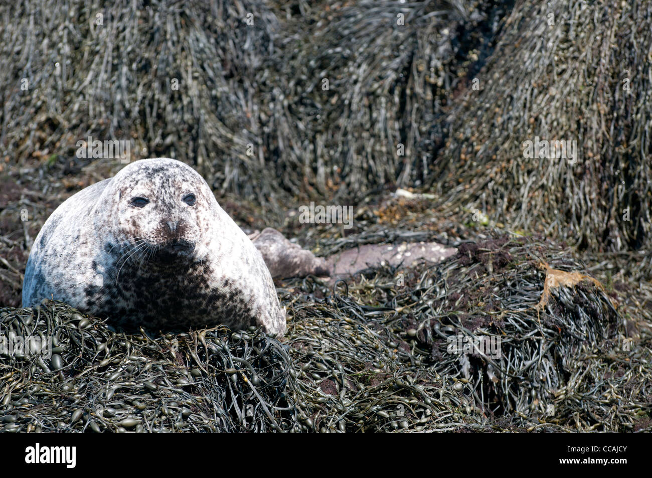 Seals on the Isle of Skye Stock Photo - Alamy
