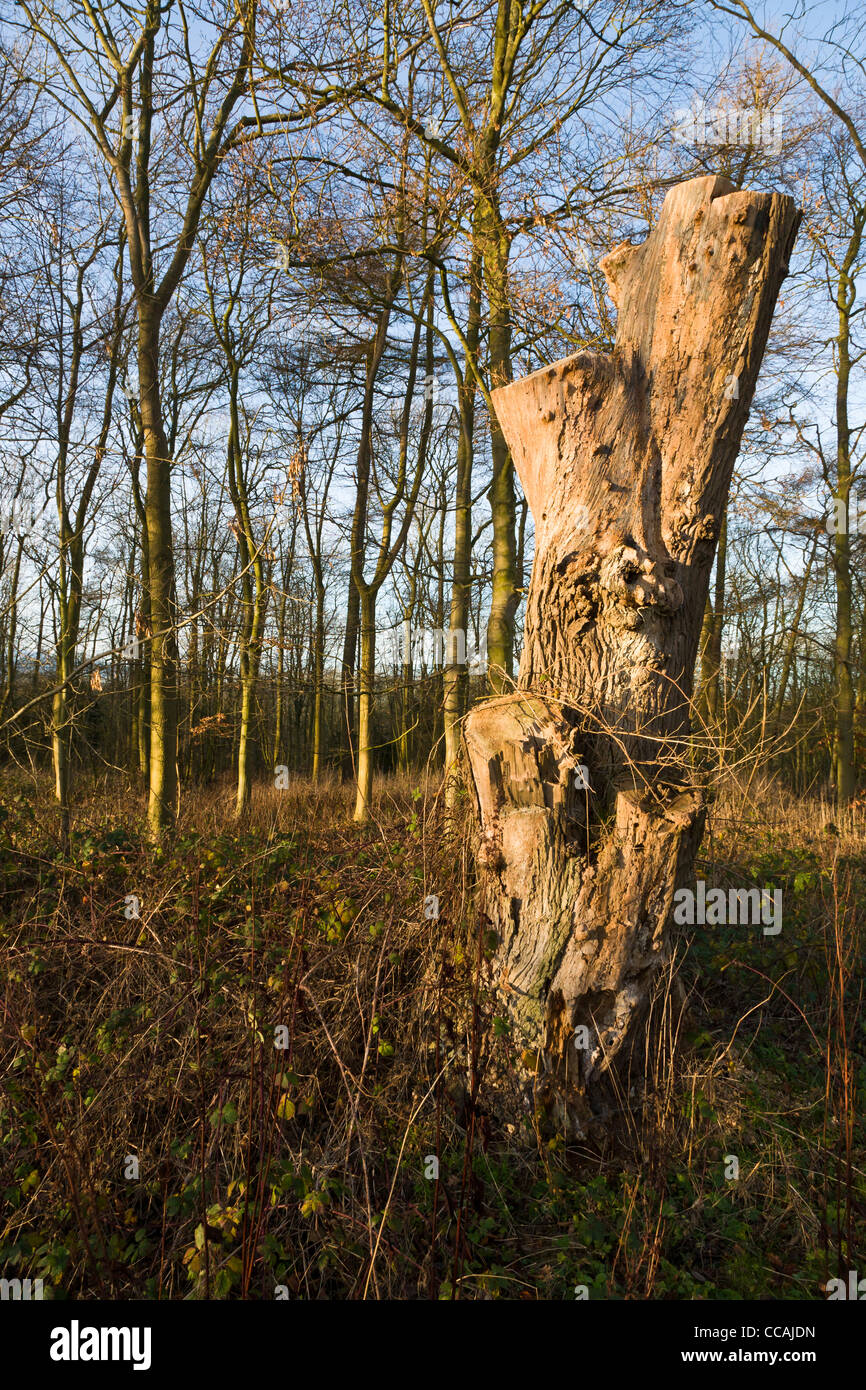 David Hockney's totem in winter, Woldgate, East Yorkshire, England ...