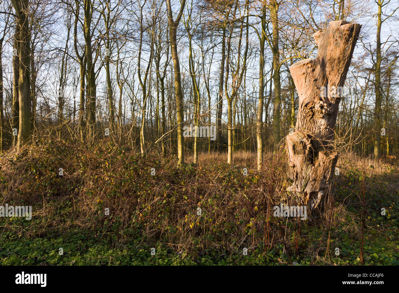 David Hockney's totem in winter, Woldgate, East Yorkshire, England ...