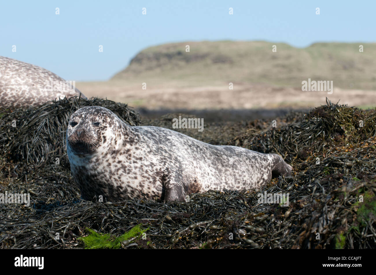 Seals on the Isle of Skye Stock Photo - Alamy