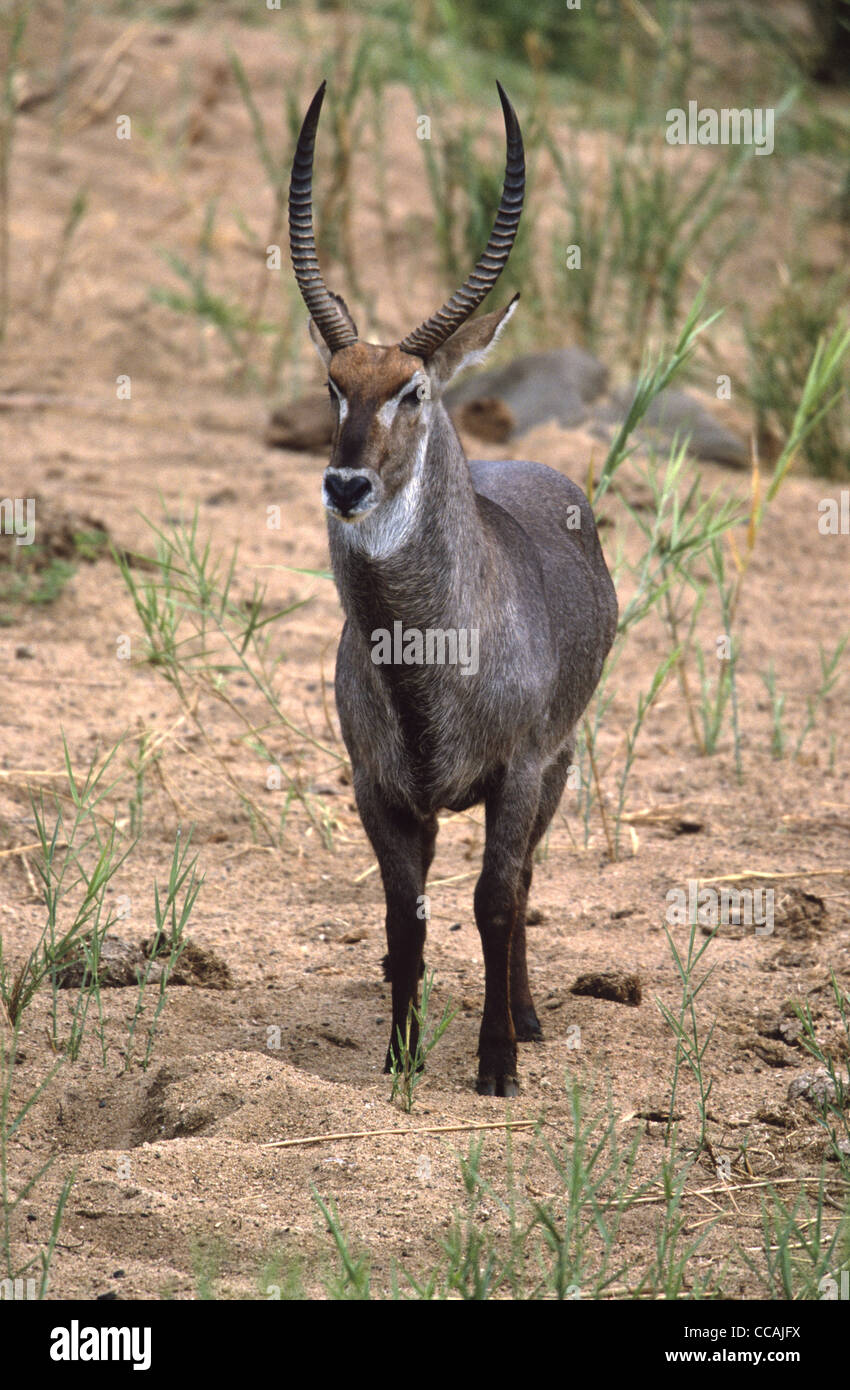 Waterbuck (Kobus ellipsiprymnus Stock Photo - Alamy