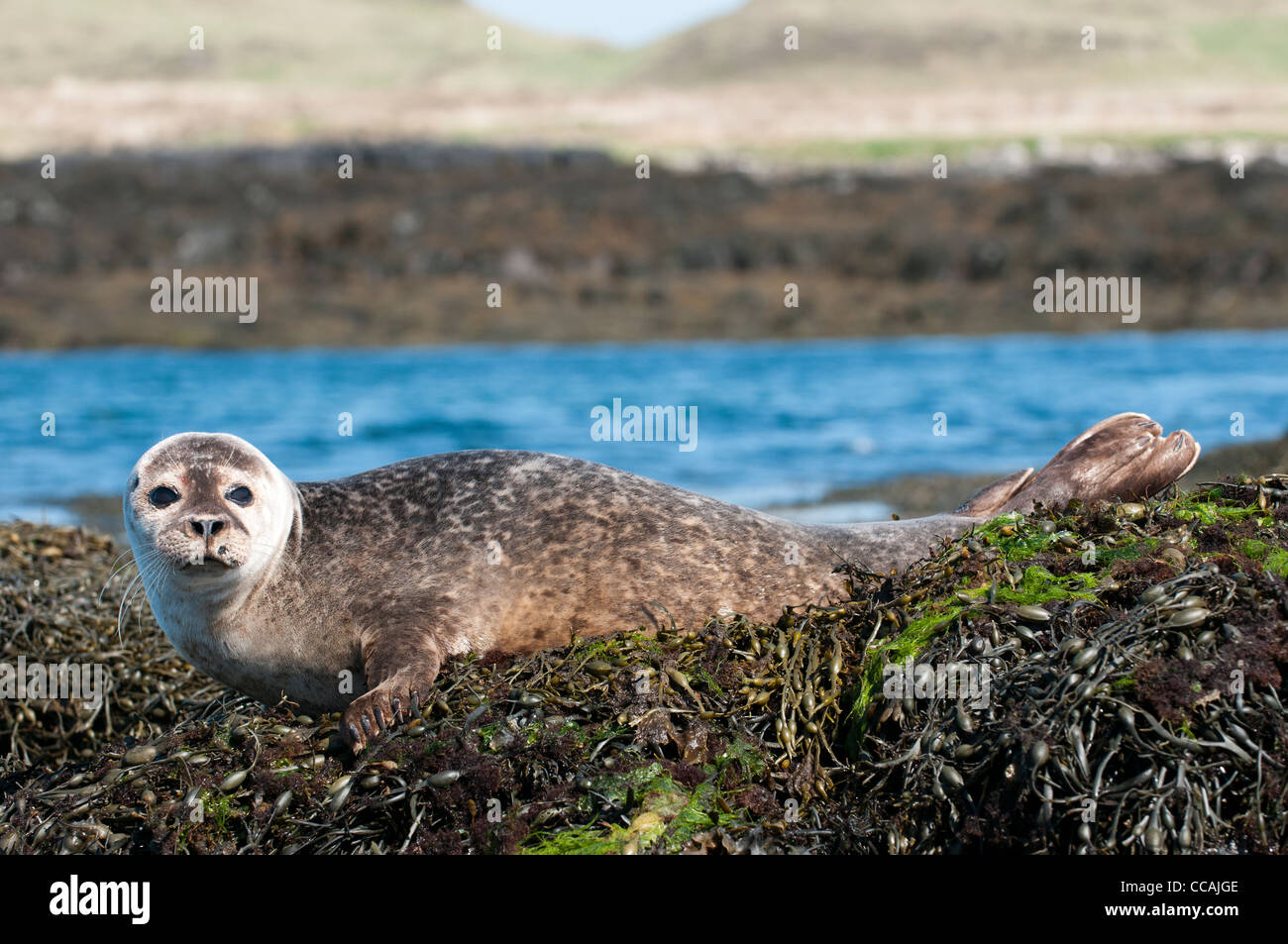 Seals on the Isle of Skye Stock Photo - Alamy