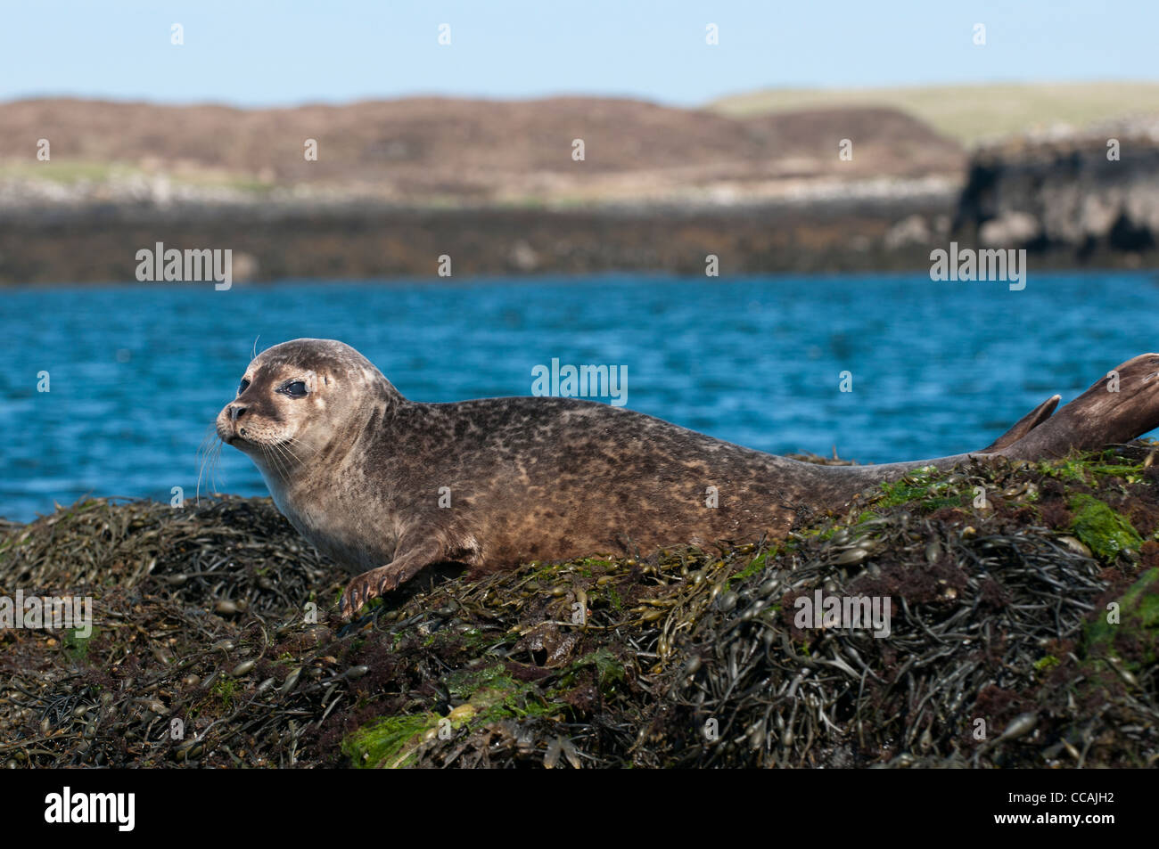 Seals on the Isle of Skye Stock Photo - Alamy