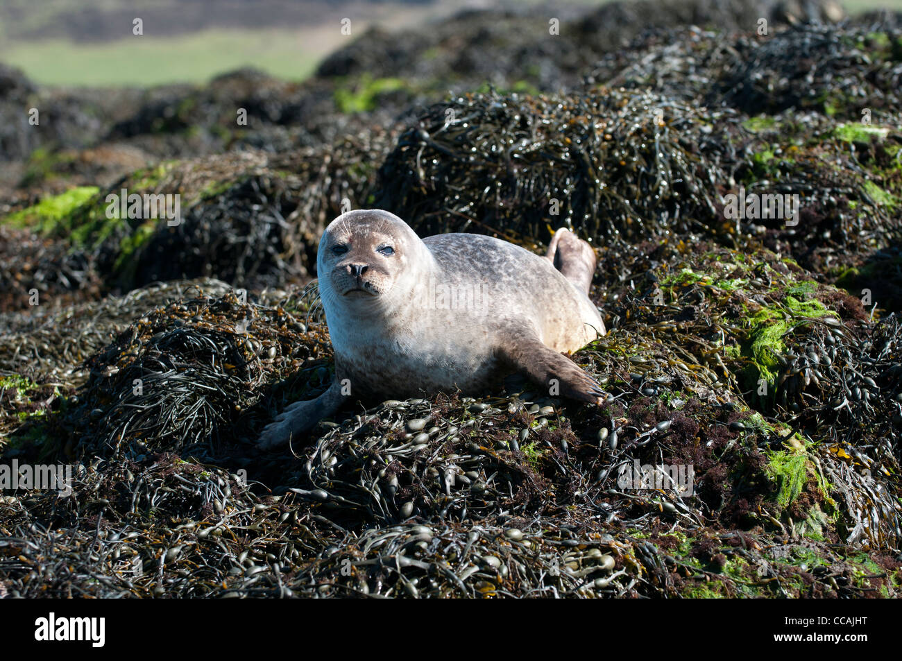 Seals on the Isle of Skye Stock Photo - Alamy