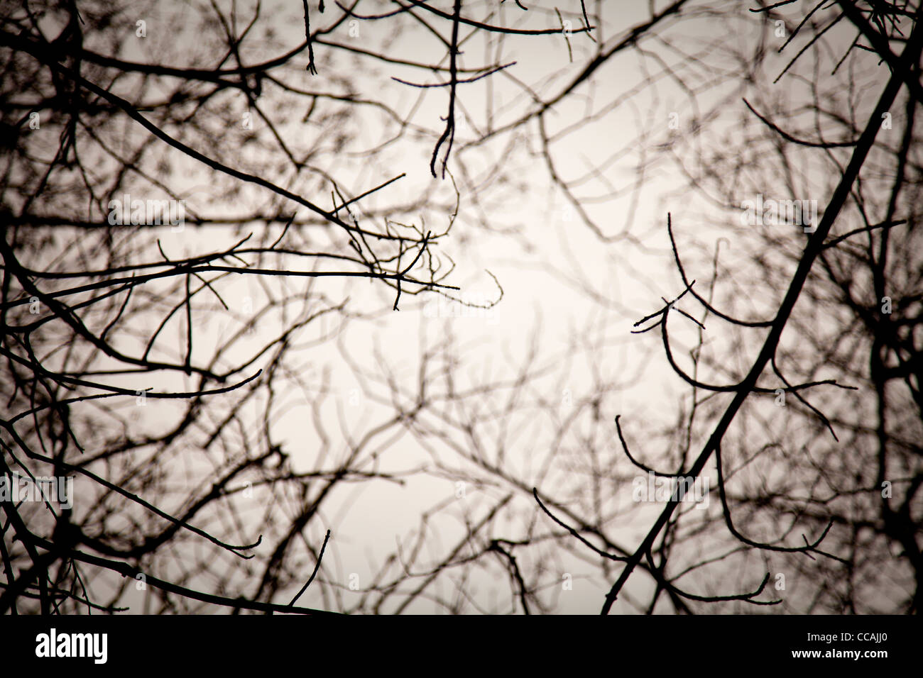 Winter Tree Canopy Stock Photo - Alamy