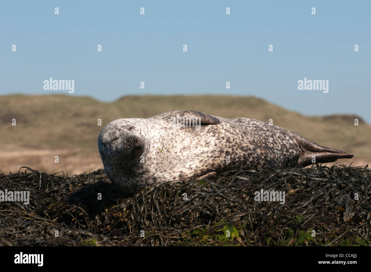 Seals on the Isle of Skye Stock Photo - Alamy