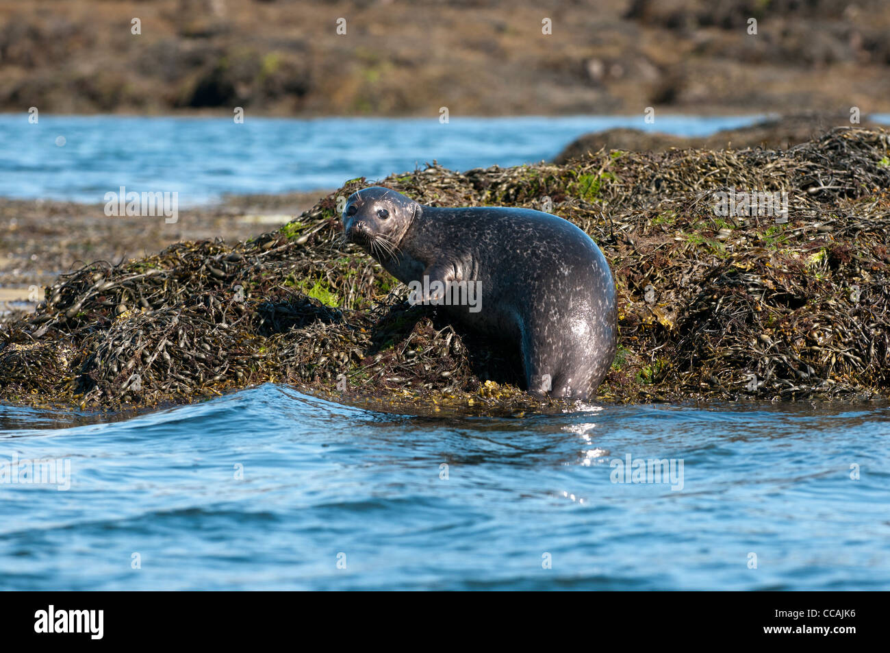 Seals on the Isle of Skye Stock Photo - Alamy