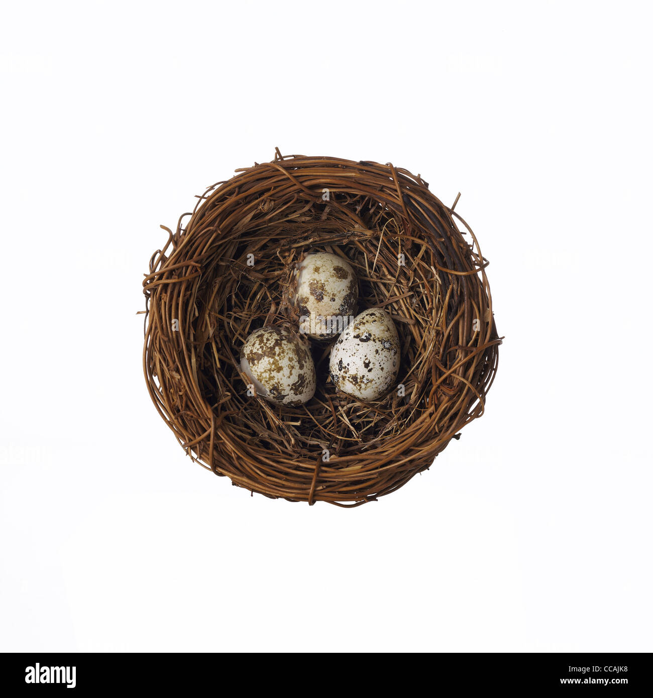 Birds nest cut out hi-res stock photography and images - Alamy