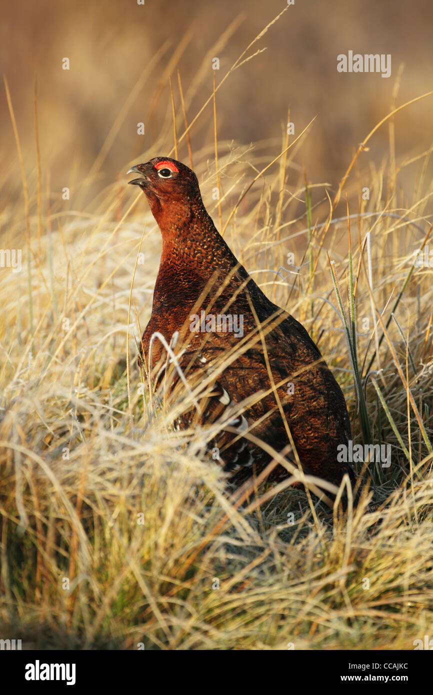 Yorkshire calling vertical hi-res stock photography and images - Alamy
