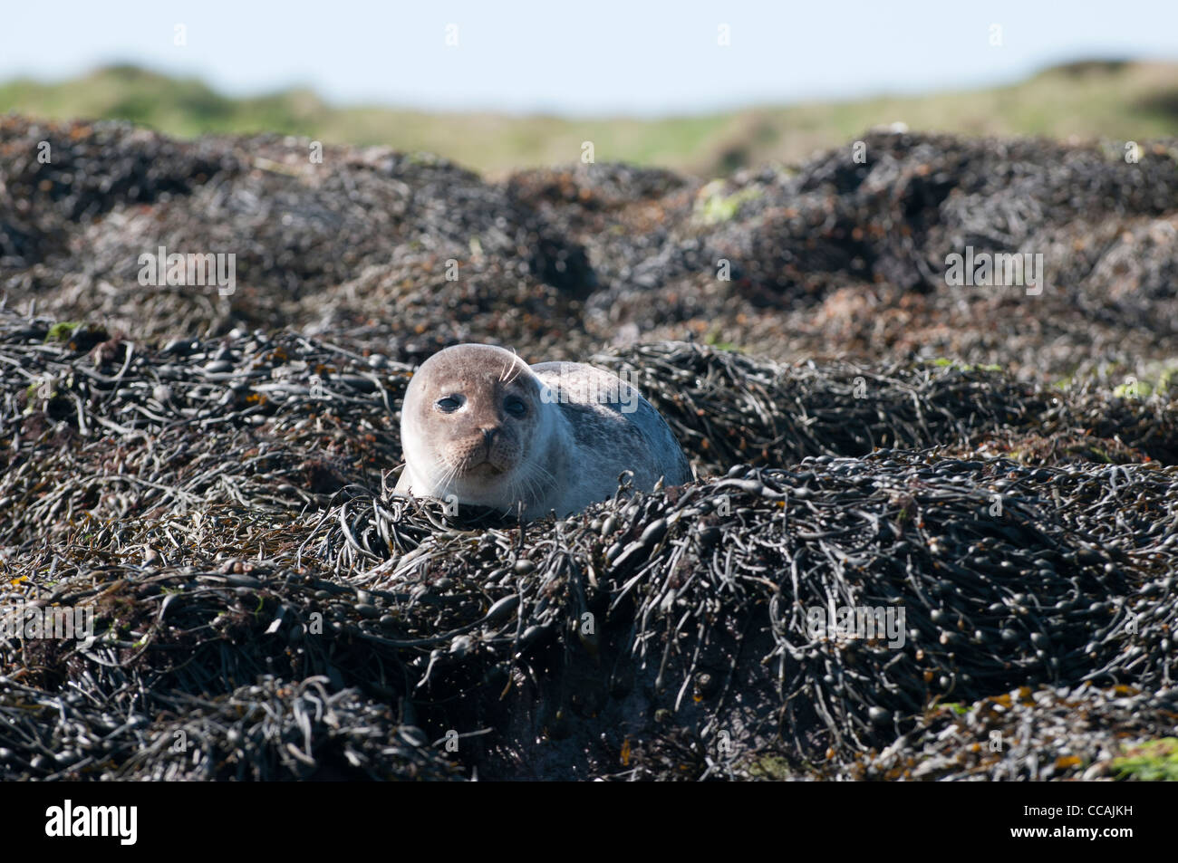 Seals on the Isle of Skye Stock Photo - Alamy