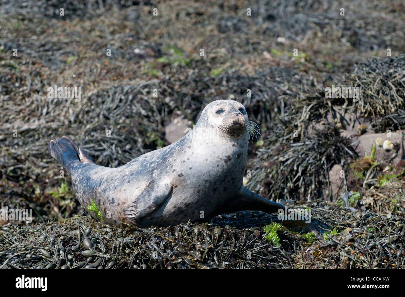 Seals on the Isle of Skye Stock Photo - Alamy