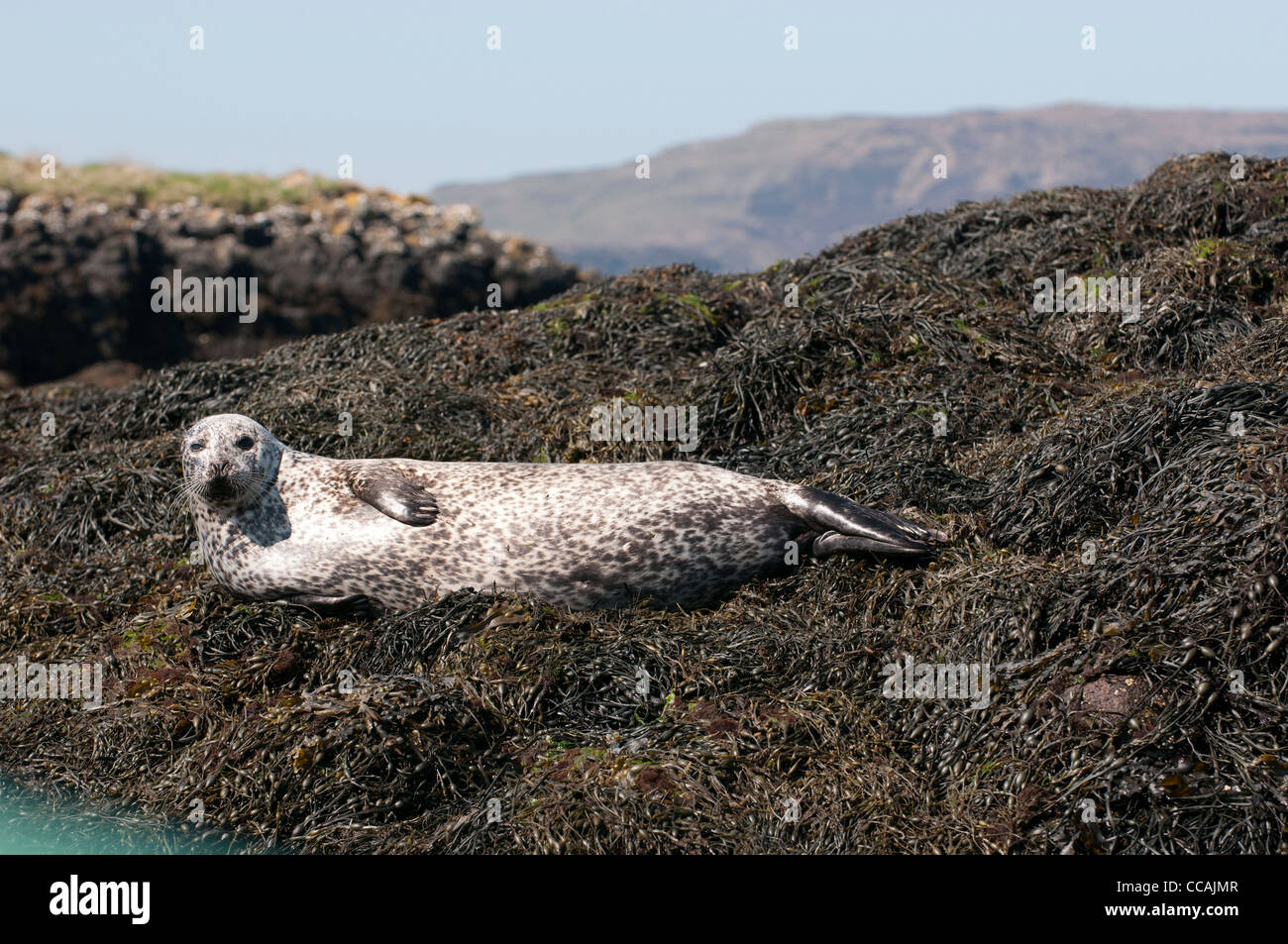 Seals on the Isle of Skye Stock Photo - Alamy