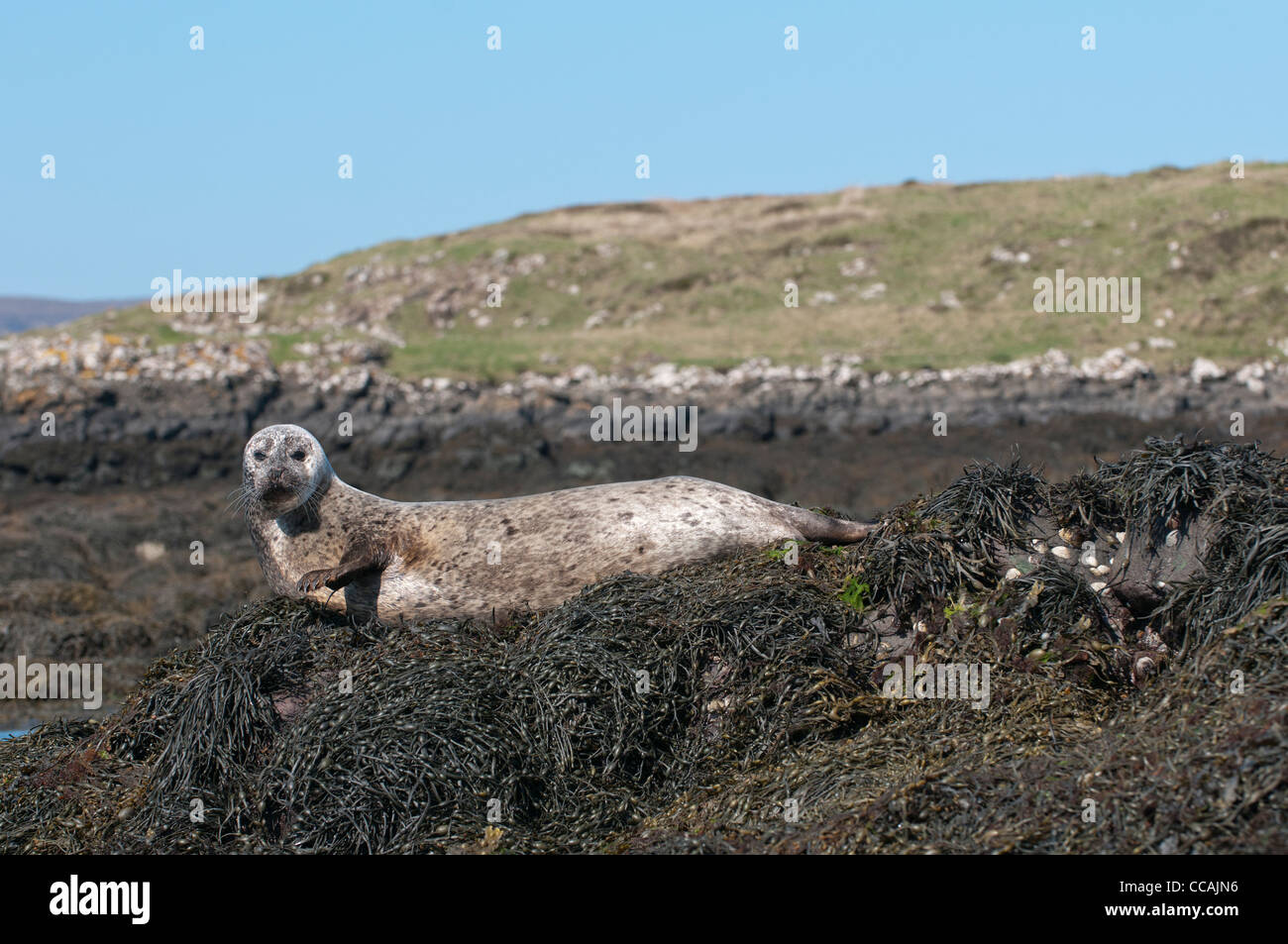 Seals on the Isle of Skye Stock Photo - Alamy