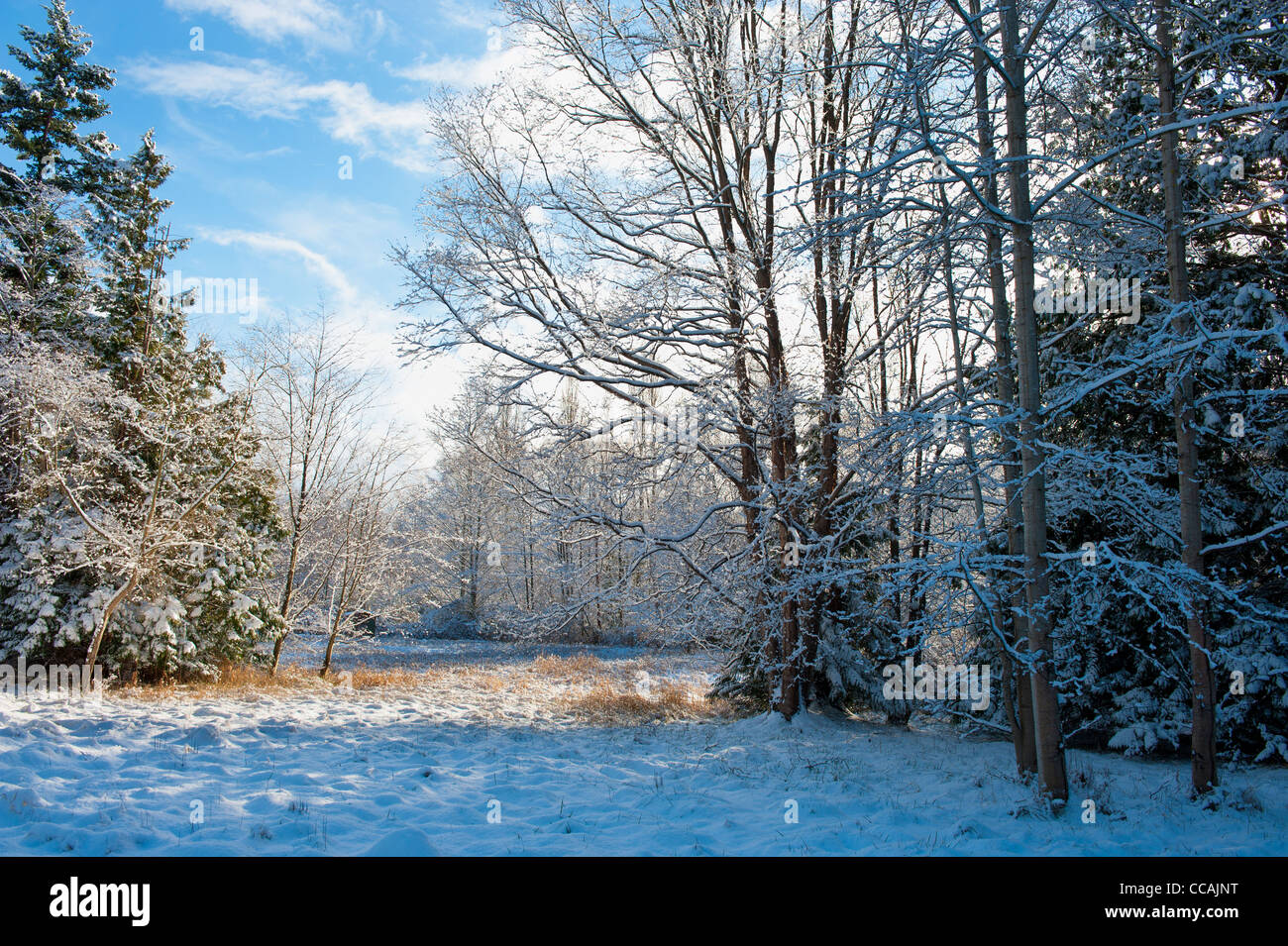 Pastoral scene in new forest hi-res stock photography and images - Alamy