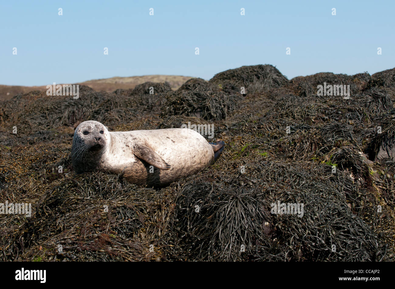 Seals on the Isle of Skye Stock Photo - Alamy