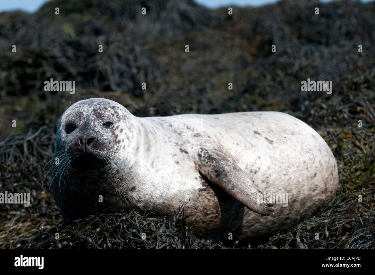 Seals on the Isle of Skye Stock Photo - Alamy