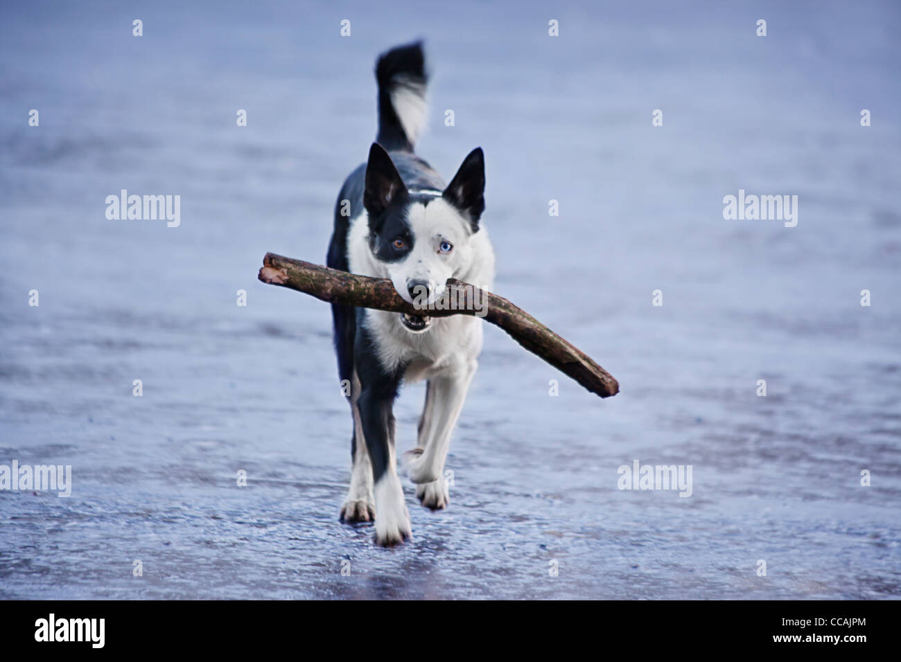 Retrieving black and white hi-res stock photography and images - Alamy